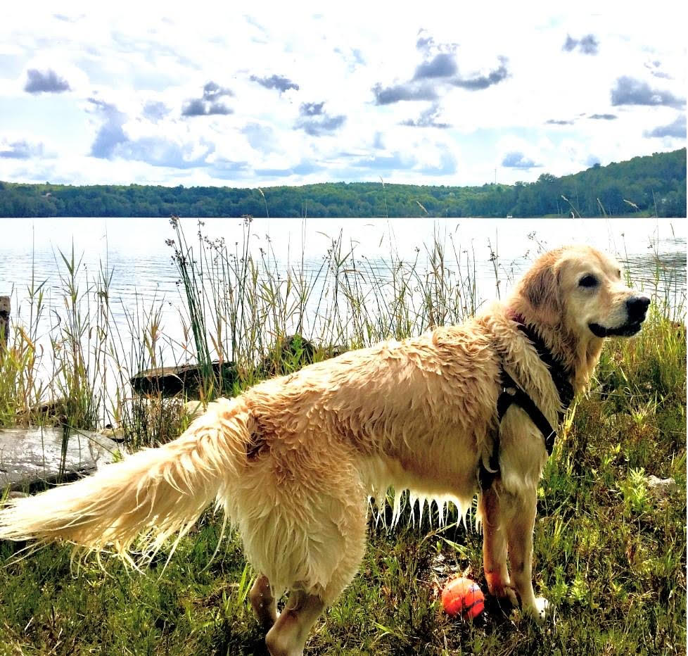 1,040 Miraculous Days with My Dog Willow